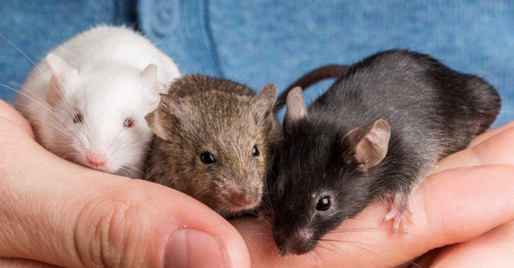 How to Get Rid of Mice, According to Pest Experts - FABS Inc.